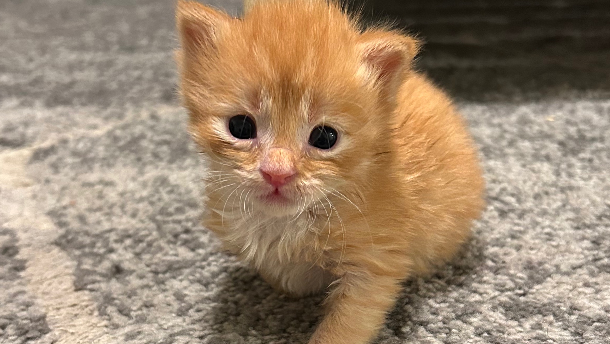 Fundraiser for Maddie Smith by Percy Simpson : Nubs, the tripod kittens ...