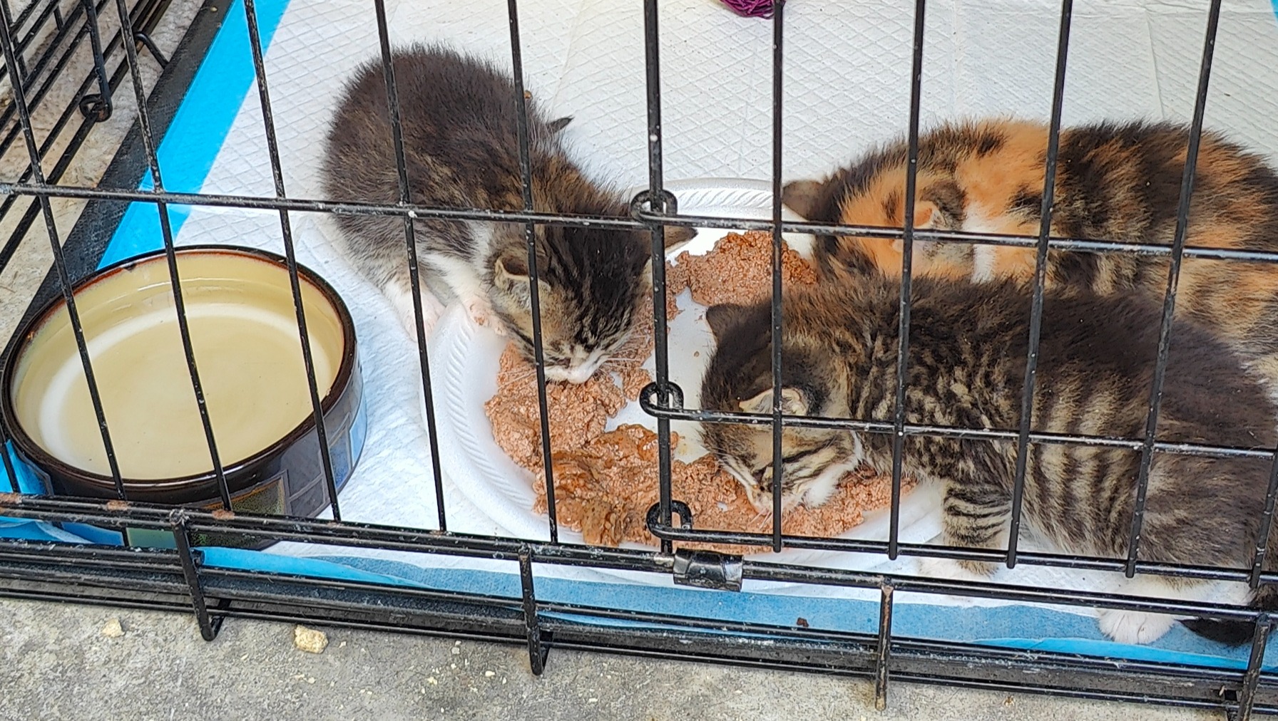 Fundraiser by Heather Grady : TNR OF CATS IN MOUNT JOY and surrounding communiti