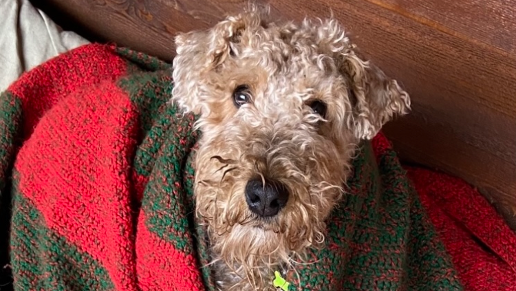 Fundraiser by Anne Daletski : Ruby the Airedale died leaving high vet bills