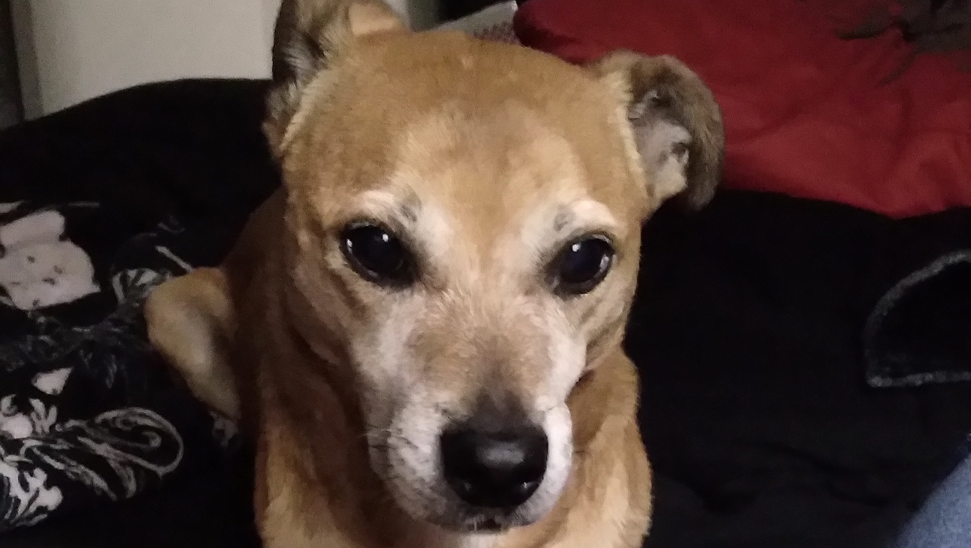 Fundraiser by Joseph Dennison : Help Bring Mr. Jingles Some Light