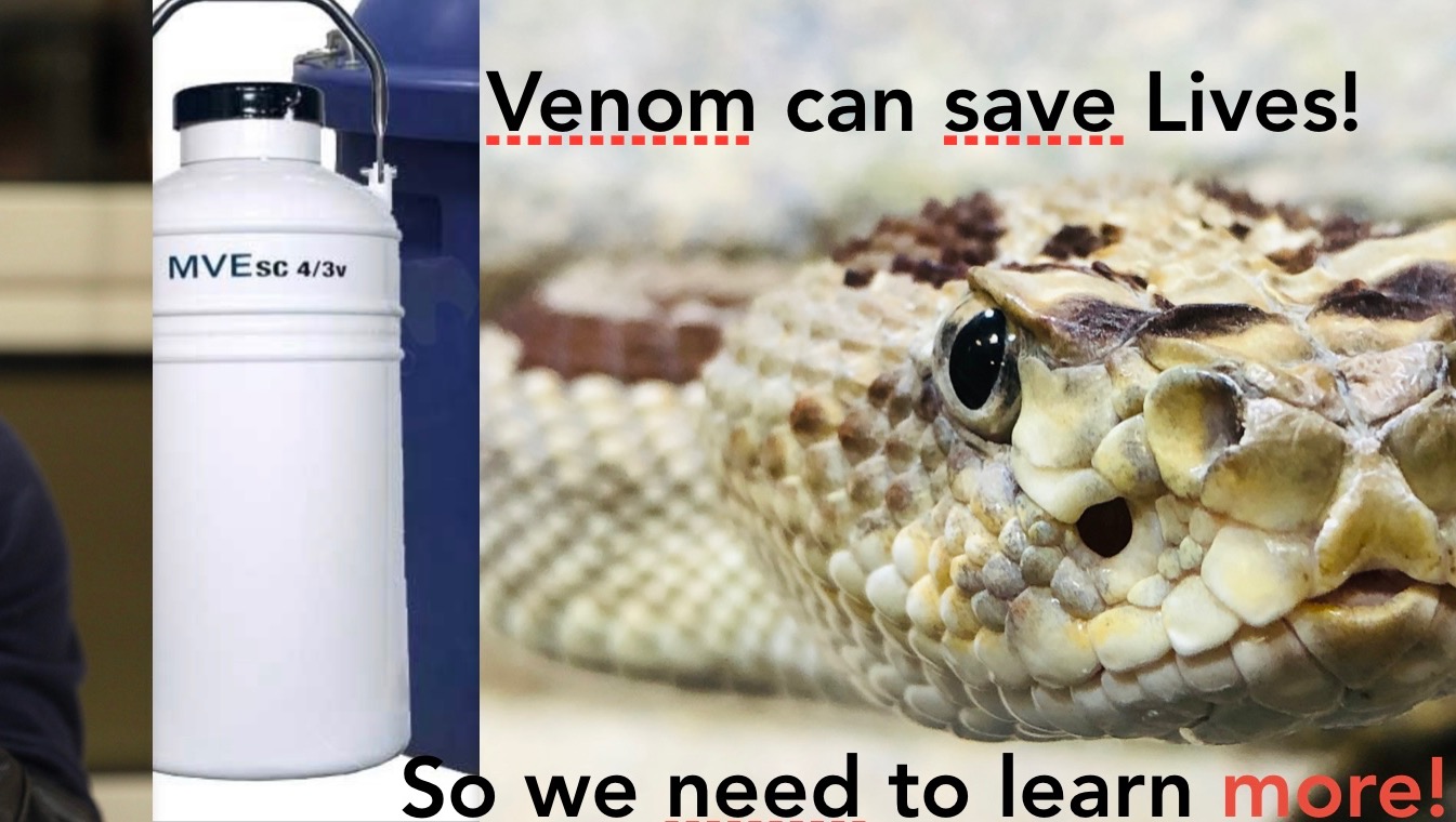 Fundraiser by Eric Sundman : Support innovative snake venom research