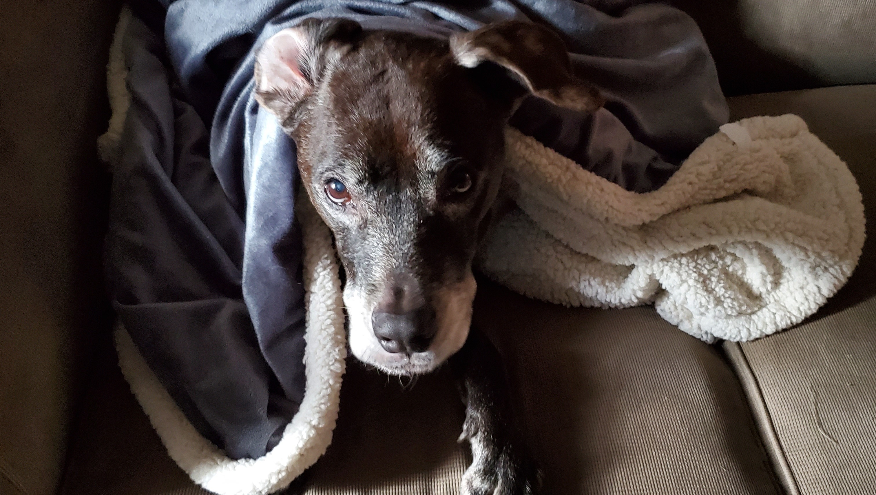 Fundraiser by Jennifer Durkin : Splenectomy complete now chemo ...