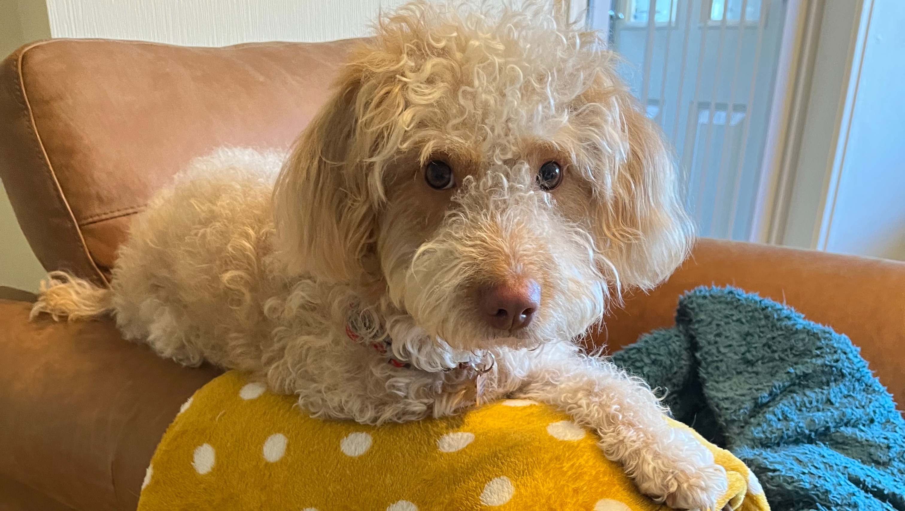 Fundraiser by Sue Barrington : LILY - a tri-paw rescue dog, needs major ...