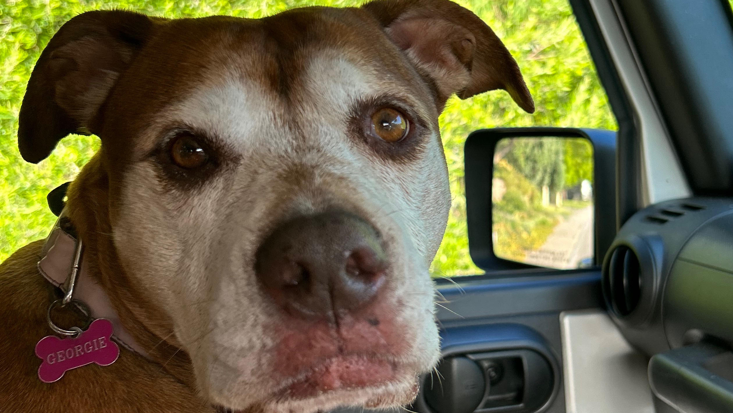 Fundraiser by Gregg Moxham : Help me save my Georgie’s life