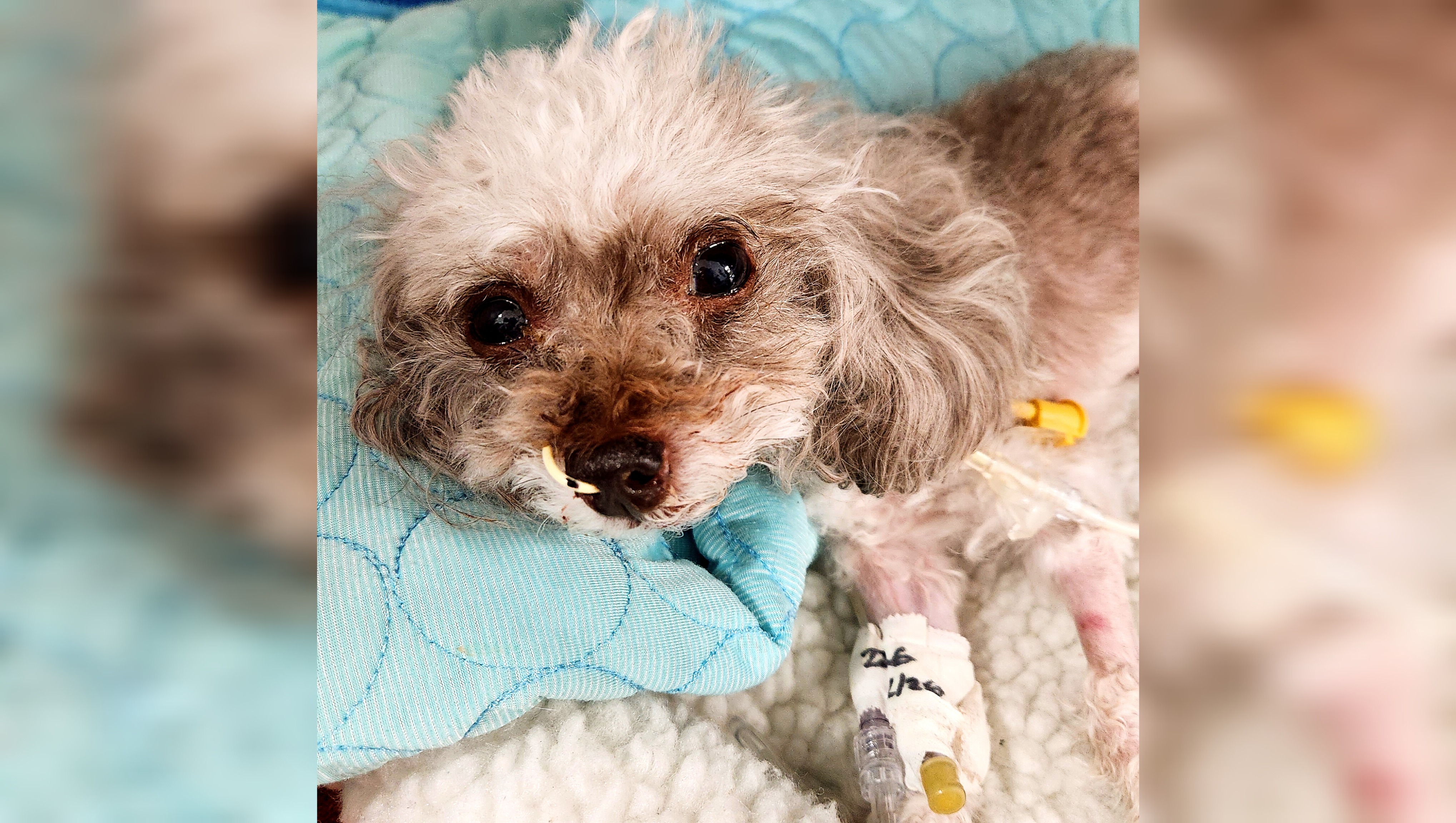 Fundraiser by Emily Laniak : Archie's Fight For His Life