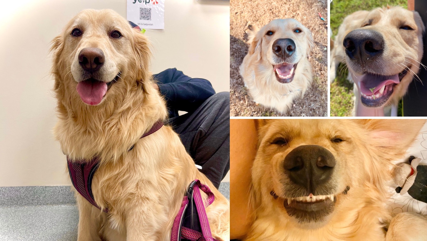 Fundraiser by Coral Nuschke : HELP ECHO FIGHT CANCER!