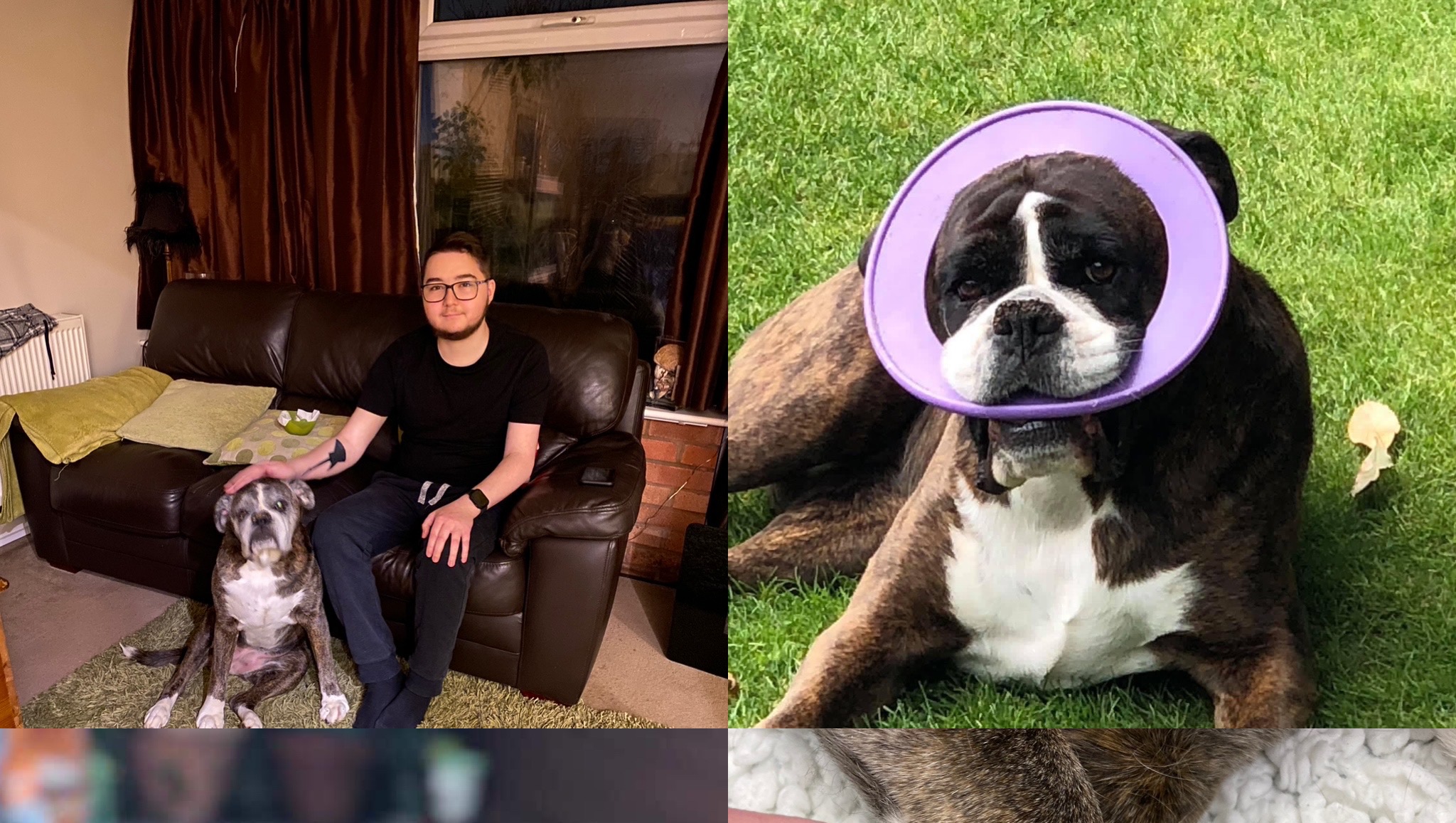 Fundraiser by Rachel Lord : ♥️ Callum’s companion boxer dog ♥️