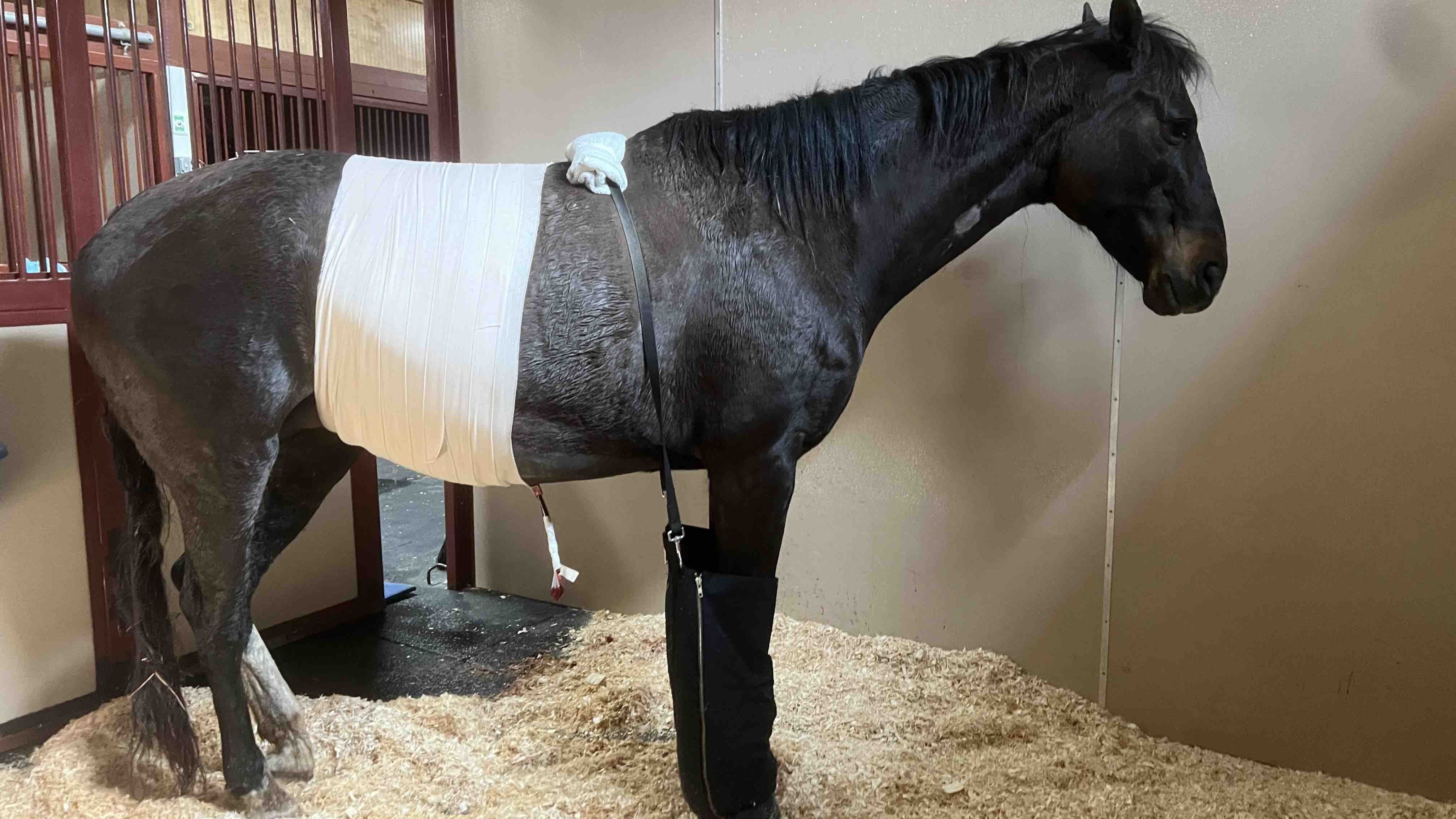 Fundraiser by Alexandra Agnifilo : Journeys medical bills