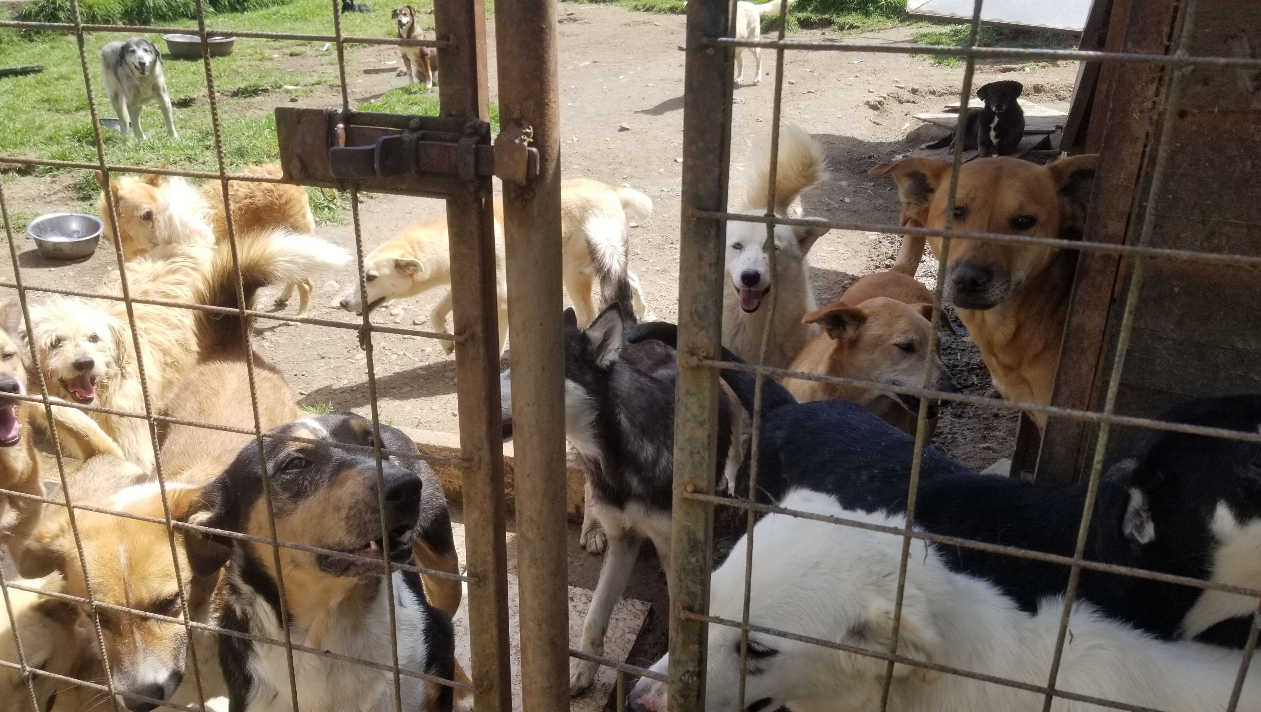 Fundraiser by Diane Brown : ARCA animal rescue really needs our help