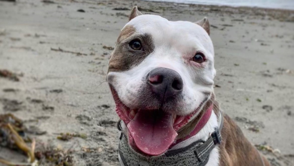 Fundraiser for Brian Humble by Emily Morgan : Help Delilah Smile Again