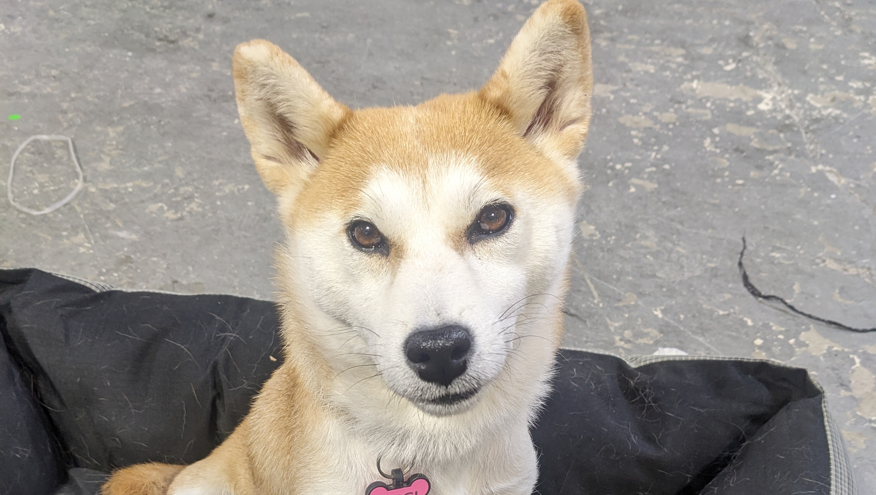 Fundraiser by Raymond Liu : Funding for dog surgery.