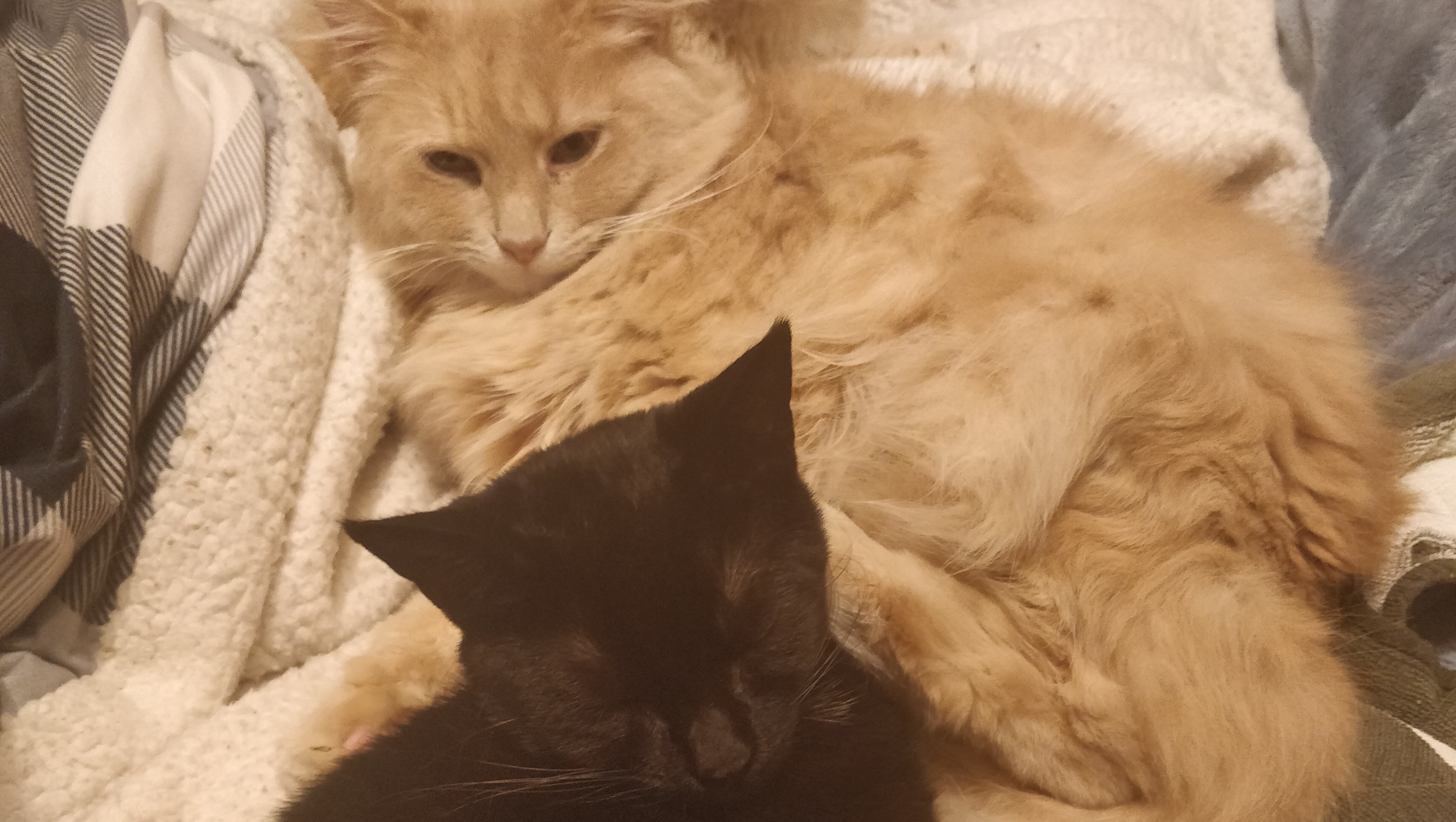 Fundraiser by Devin Lowry : Help the "Gamer House" through a sudden eviction