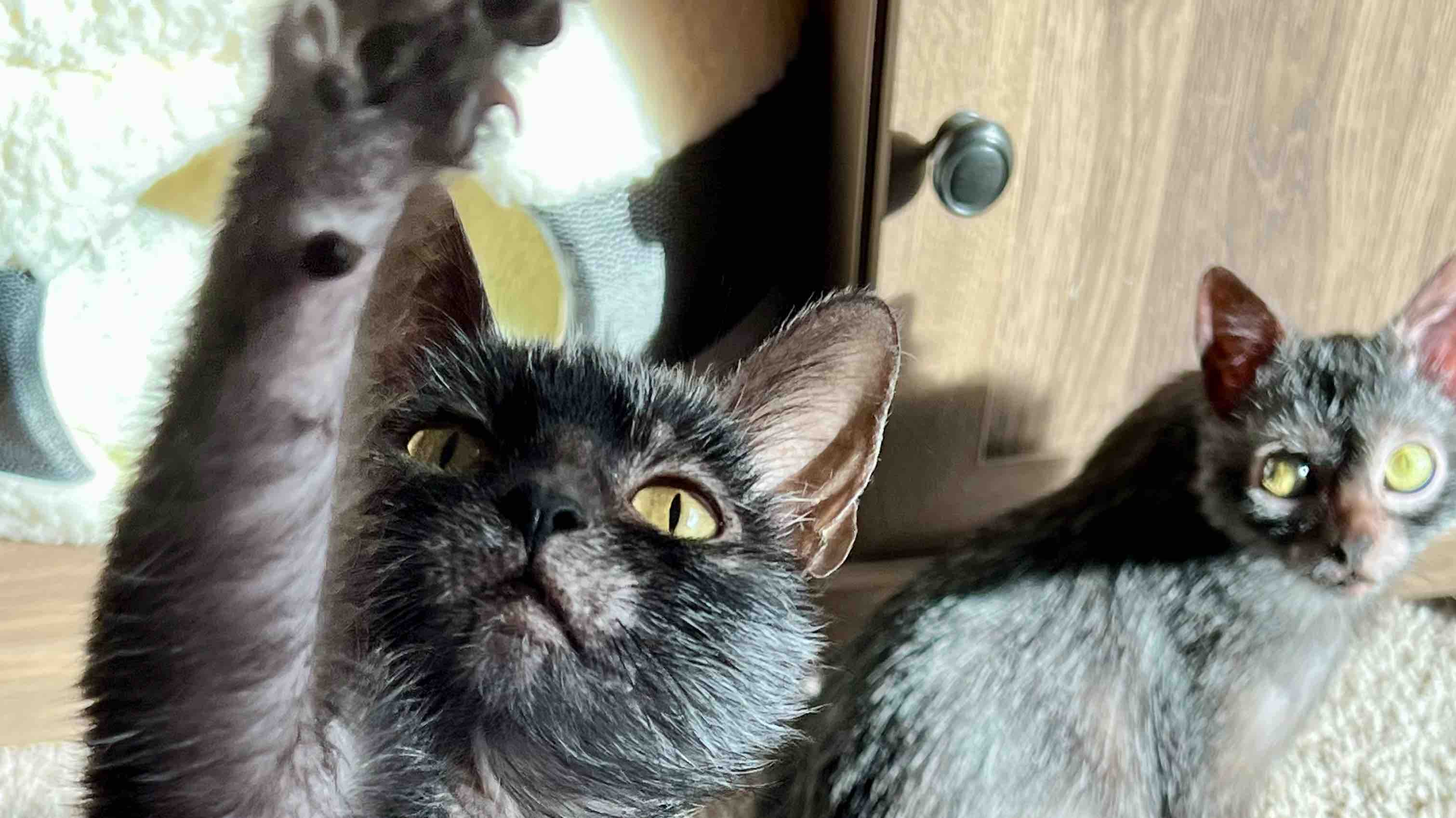 Fundraiser By Julianne Carlile Please Help Poppy Fight Fip