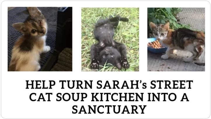 Fundraiser by Michelle Mott : Help Sarah’s Cat Sanctuary