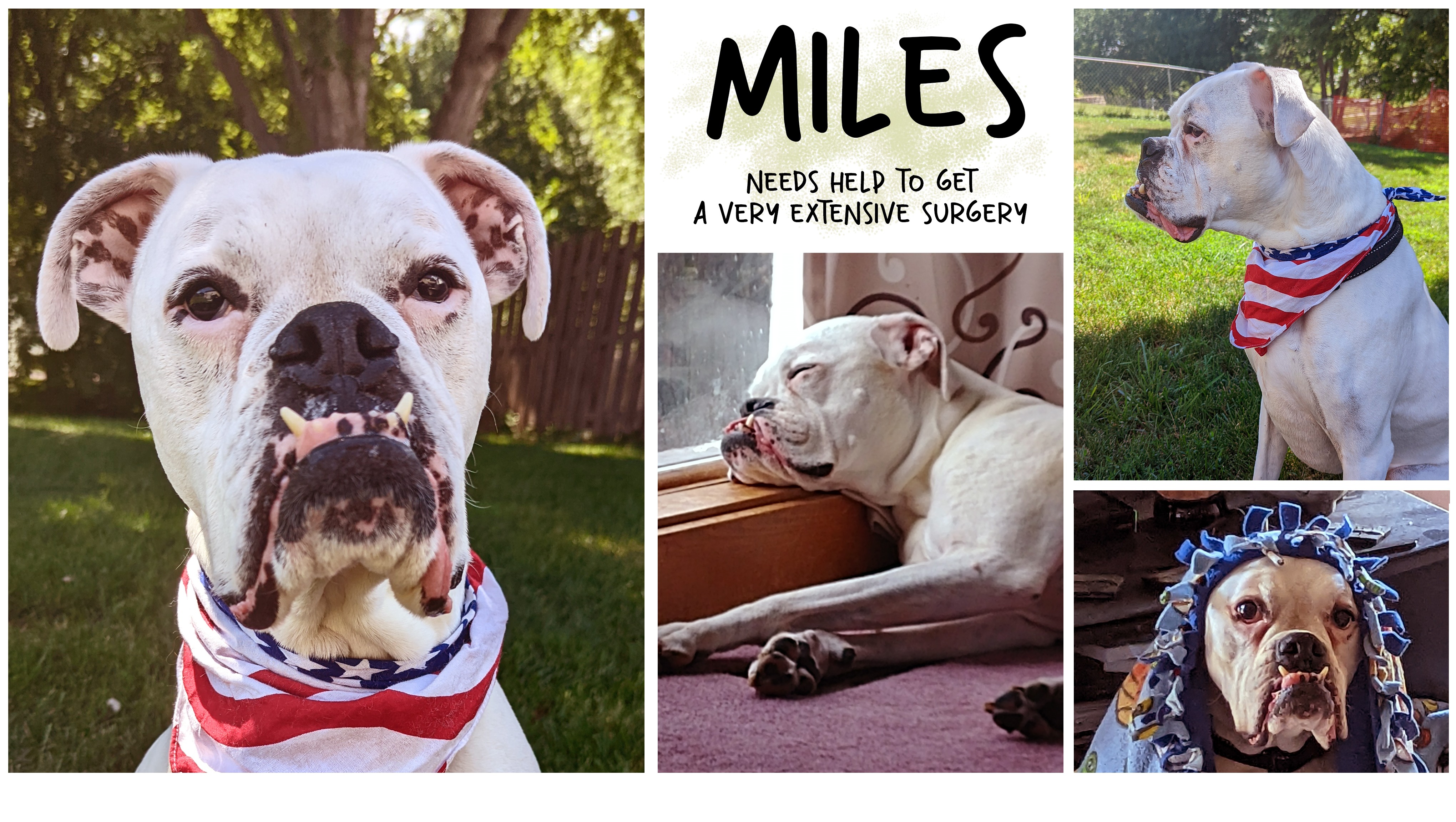 Fundraiser by Morgan Webster : Miles' surgery