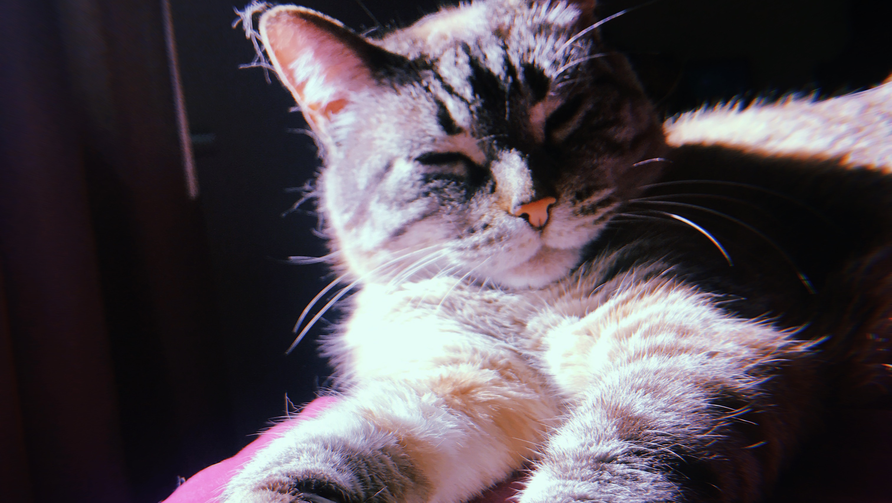 Fundraiser by Shayna Corey : Ziva’s Hospital Bills