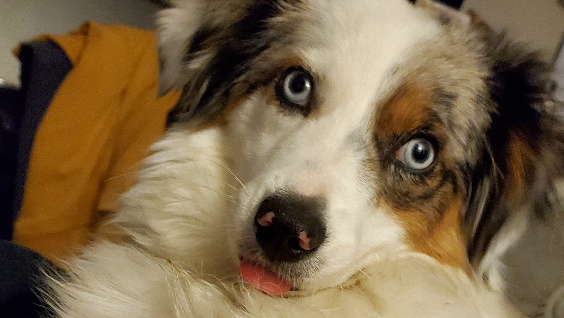 Fundraiser for Eyrica Brunk by Anthony Gabriellini : MRI for Cookie