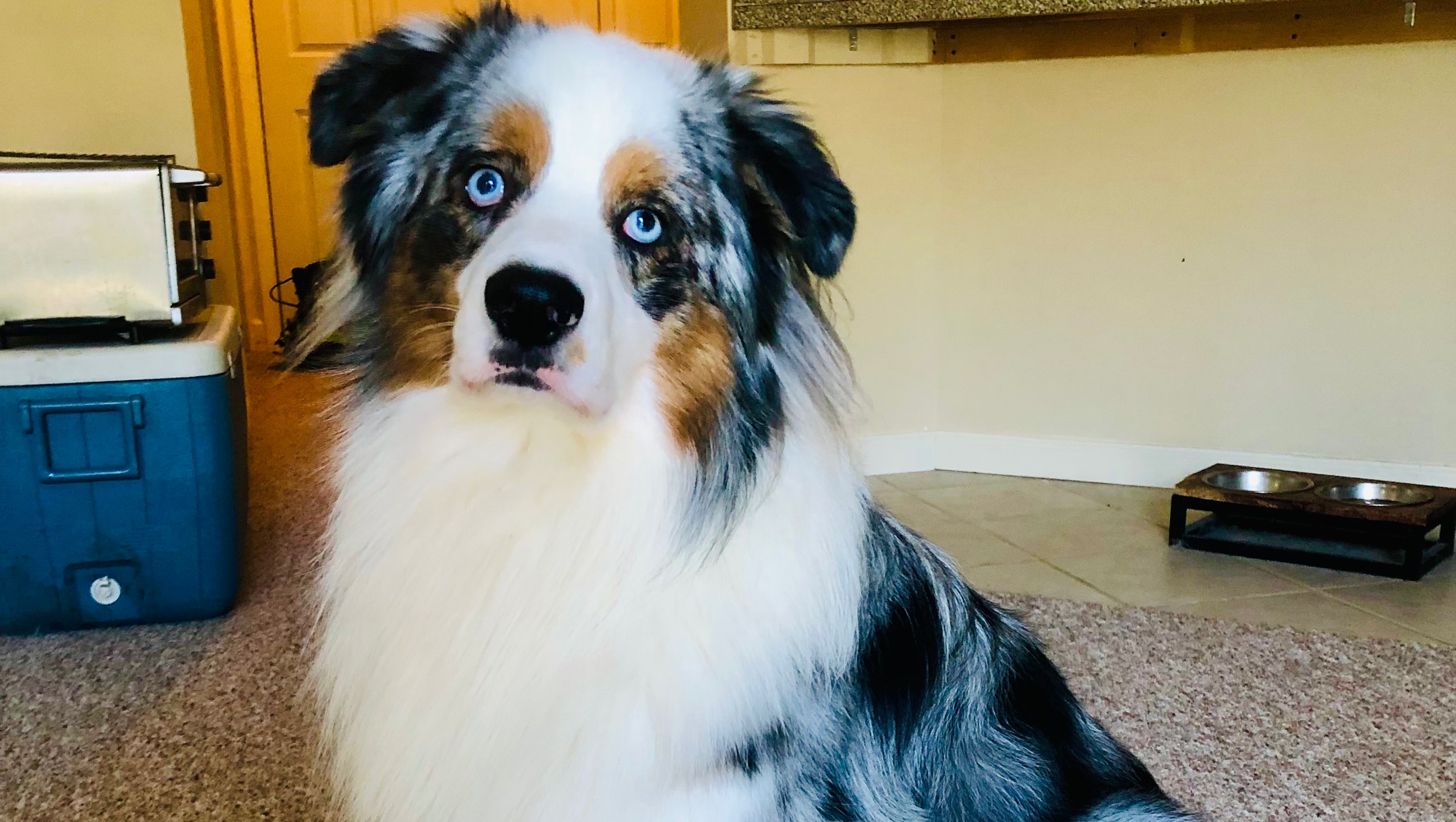 Fundraiser by Laila Rome : The best good boy