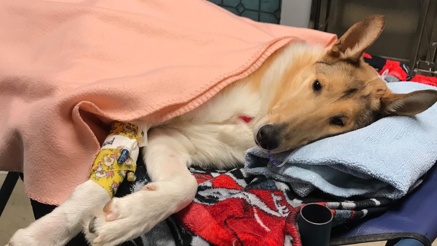 Fundraiser for Christine Clark by Kerri Rozeboom : Supporting Elby's Family