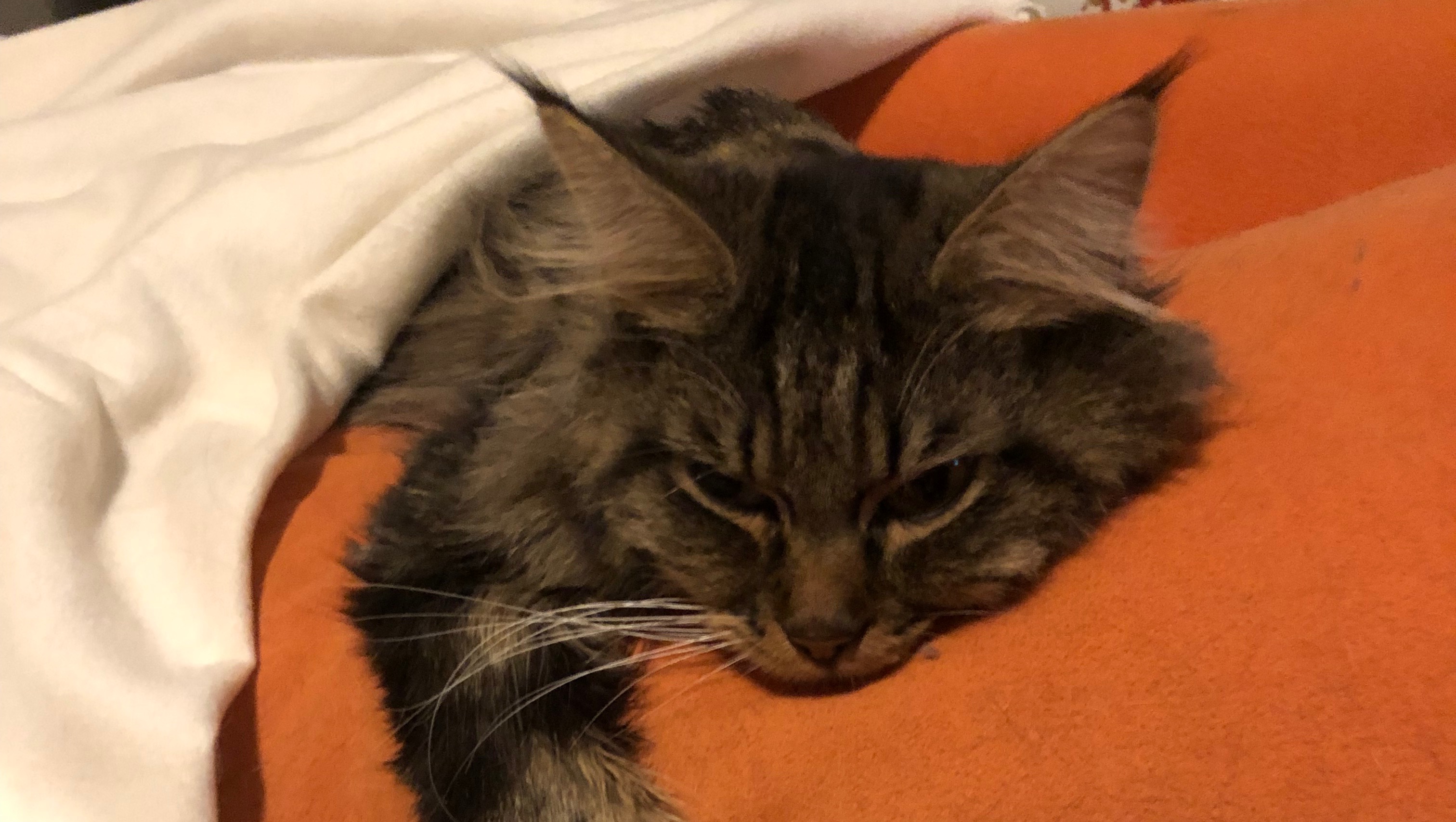 Fundraiser by Lisa Wetzel : Lebensrettendes Medikament für unseren Kater