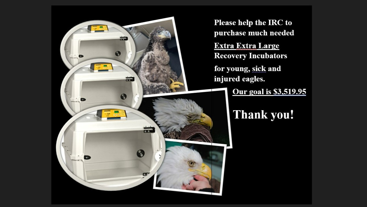 Fundraiser by Jane Seitz : Bald Eagle intensive care units
