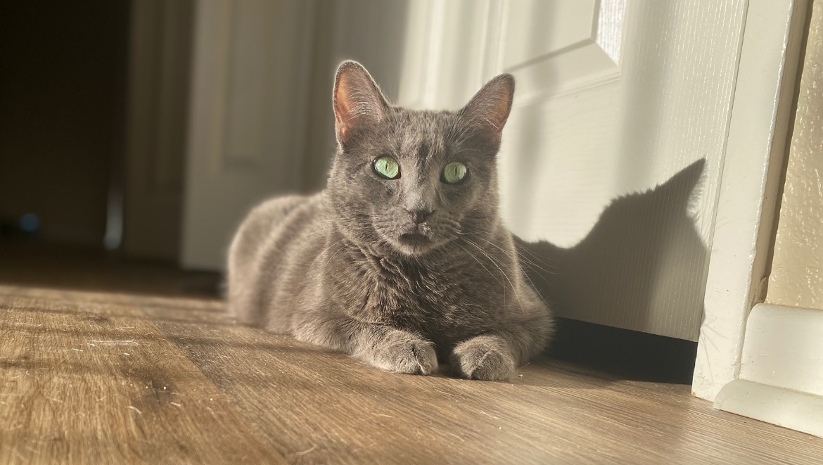 Fundraiser by Reagan Childers : Sammy Needs Radiation