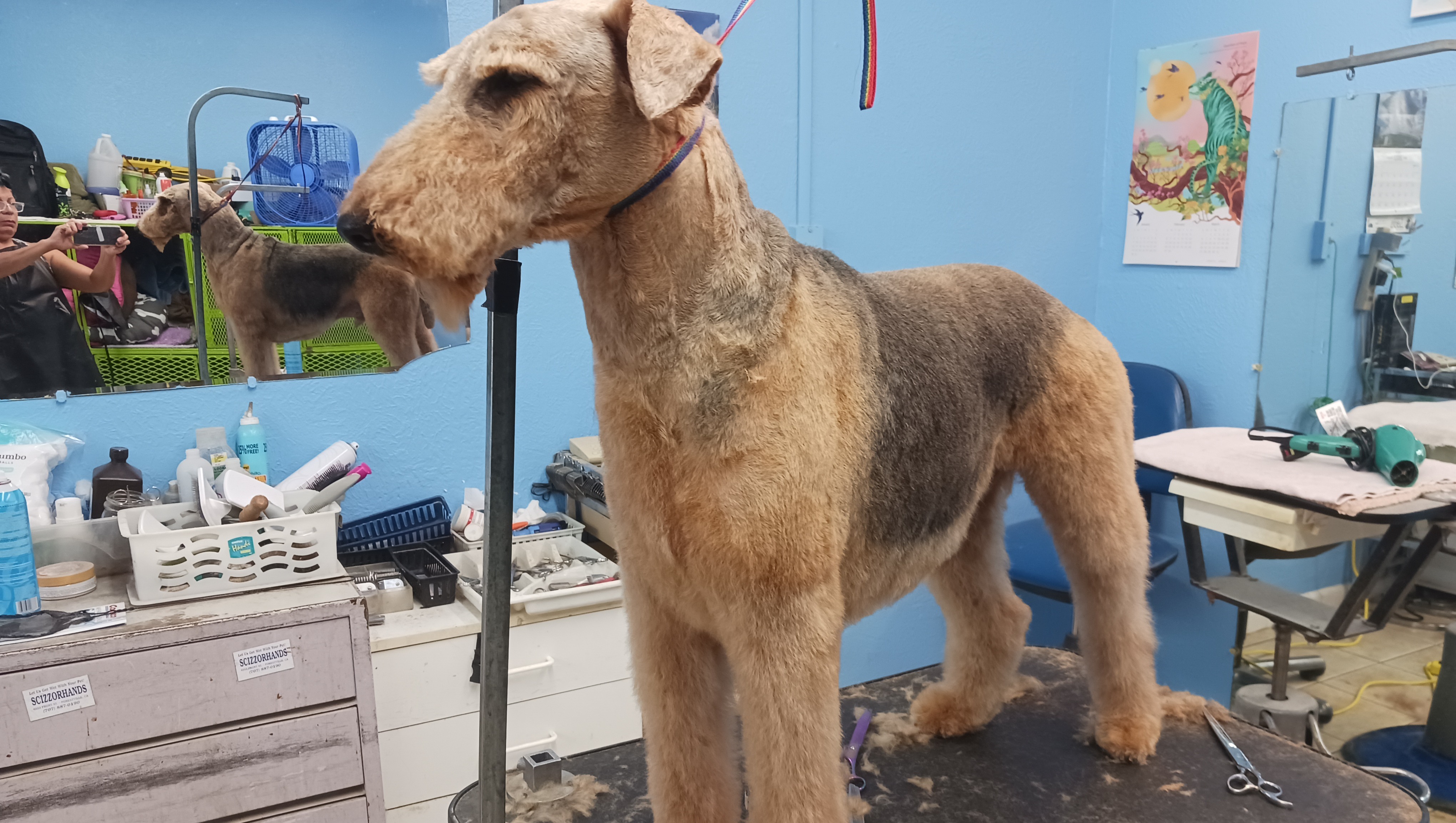 Airedale Terrier Grooming Pattern