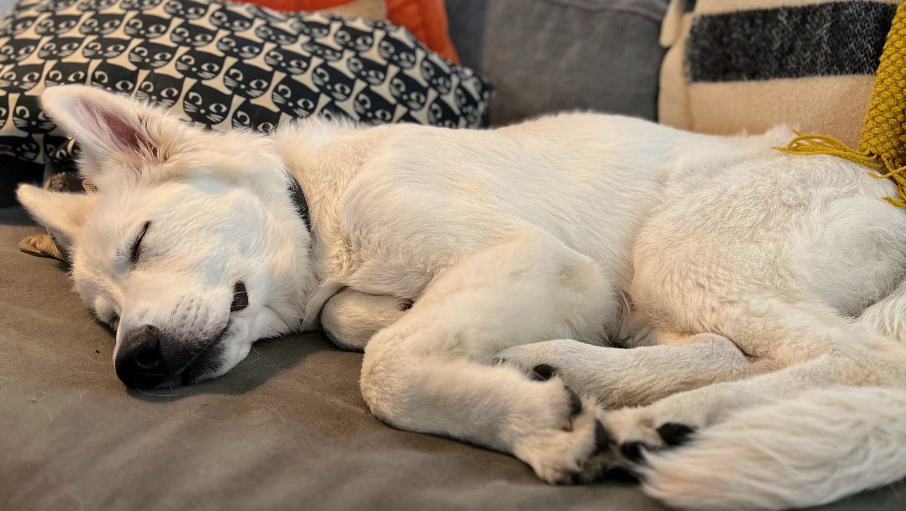 Fundraiser by Jen L : Ghost's Surgery
