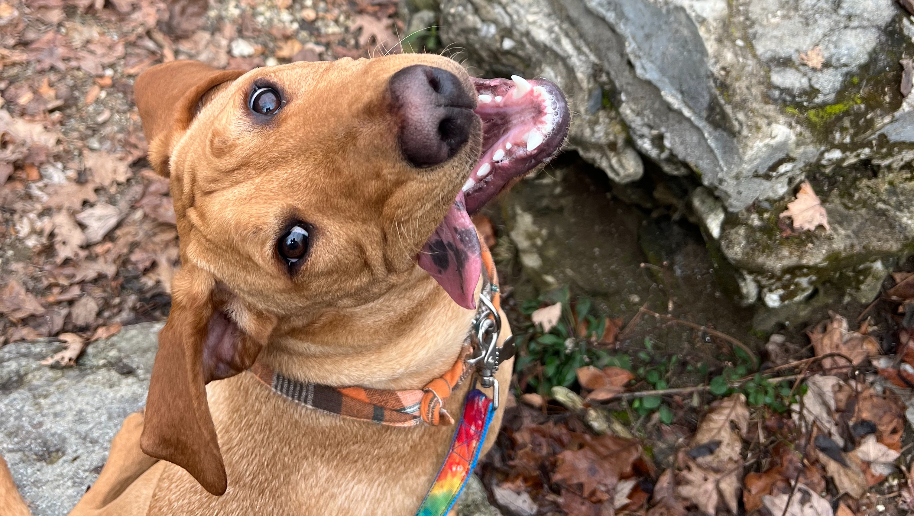 Fundraiser by Julian Garris : Help save 1 year old Lando's life!!