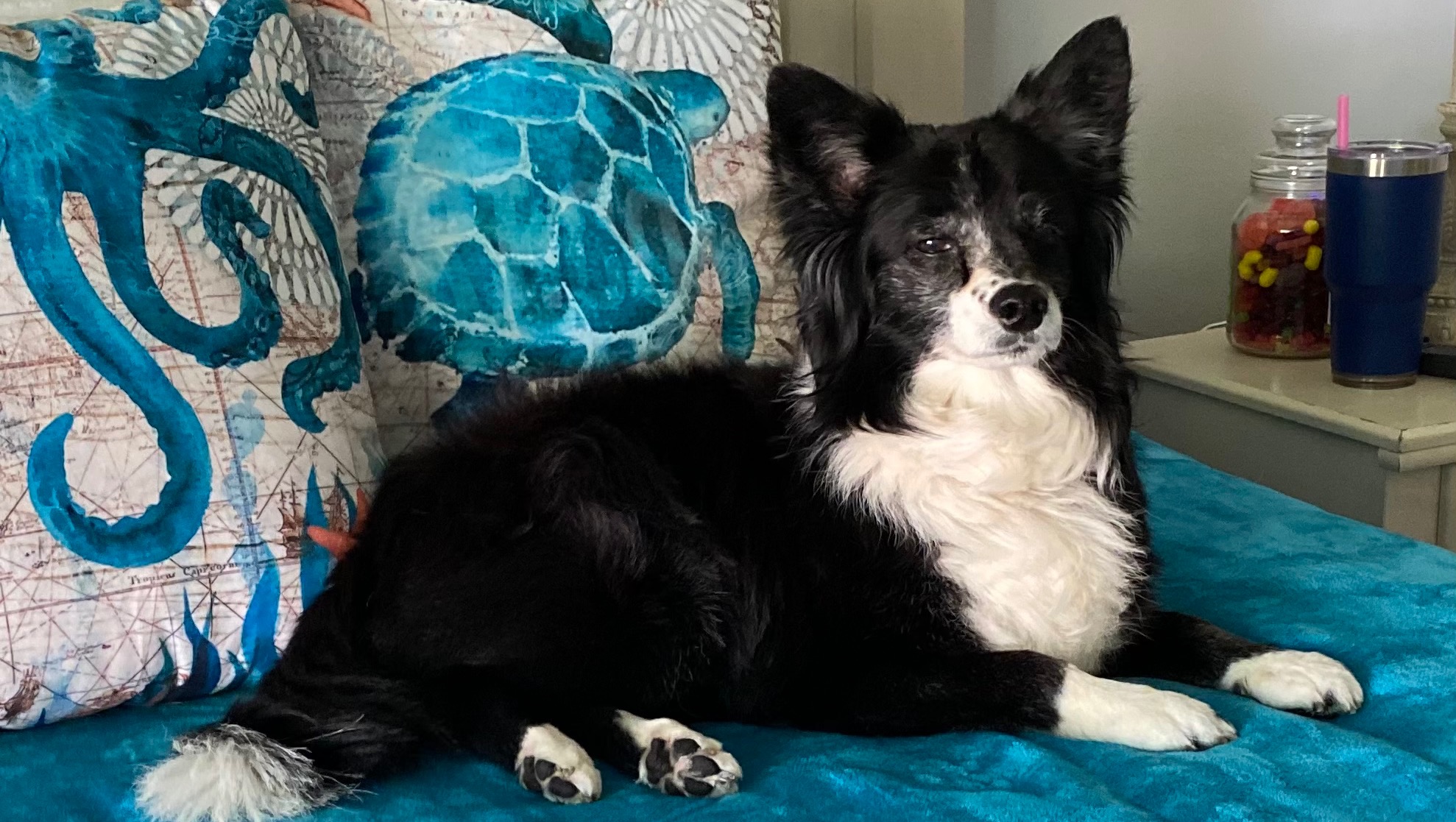 Fundraiser by Anna Lopez : Help Baylin With Her Emergency Care