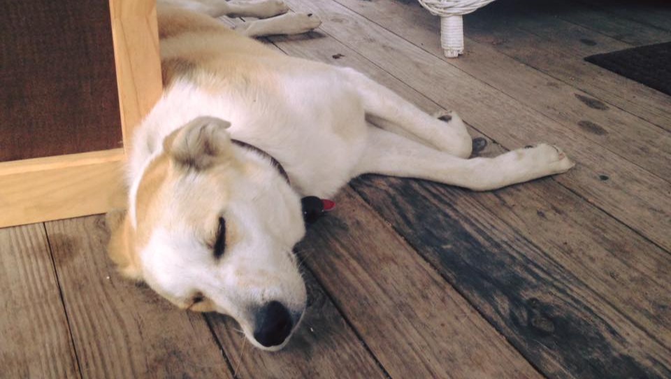 Fundraiser for Nicholas Stull by Rob LeMay : Emergency Surgery for ...