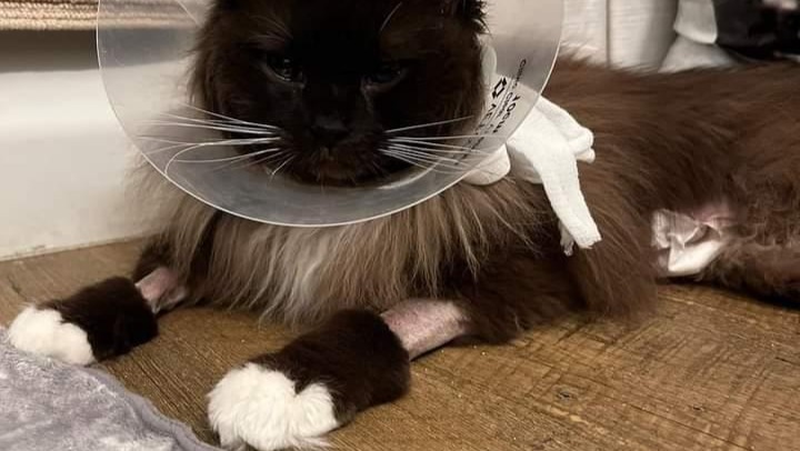 Fundraiser for Kacy Tatus by Lauren Deschain : Please help support Kacy ...