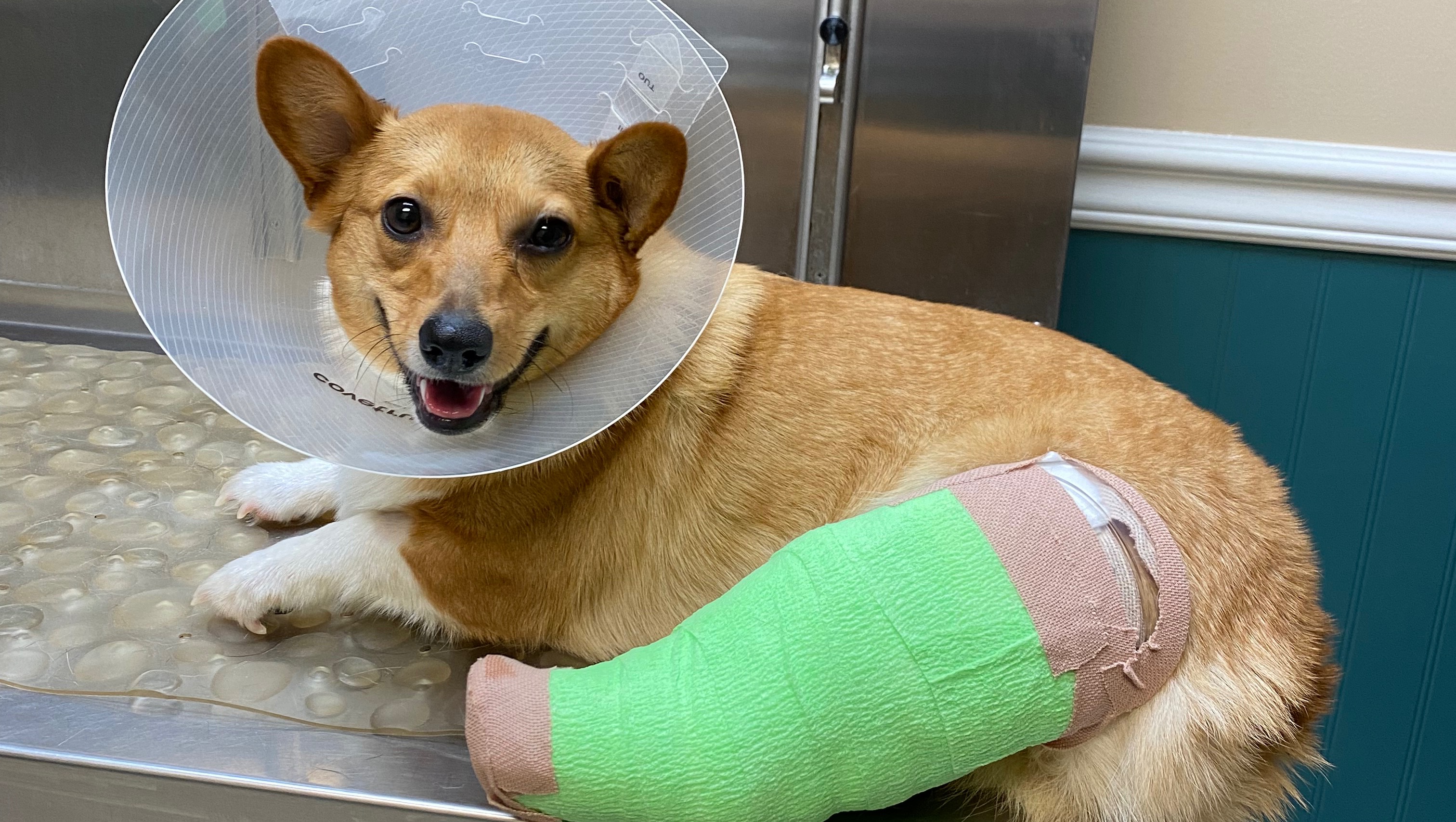 Fundraiser by Paige Sheedy : Save Peaches