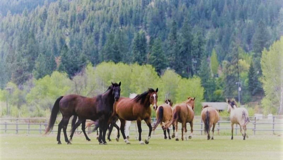 Fundraiser by Sara Mckay : River Pines Horse Sanctuary - Hay bill