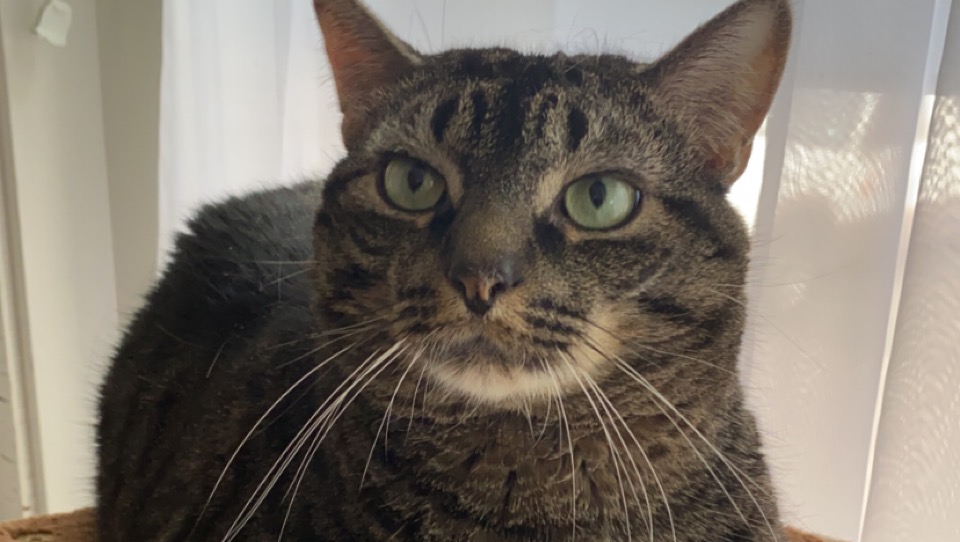 Fundraiser by Lauren Gaiero : Kygo's Tail Removal Surgery