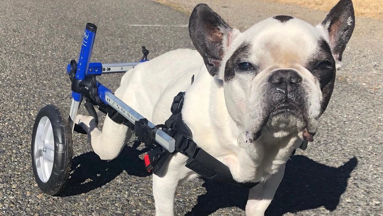 Fundraiser for Sharon Bachel by Toni Lind Baker : Dog Lovers Unite ...