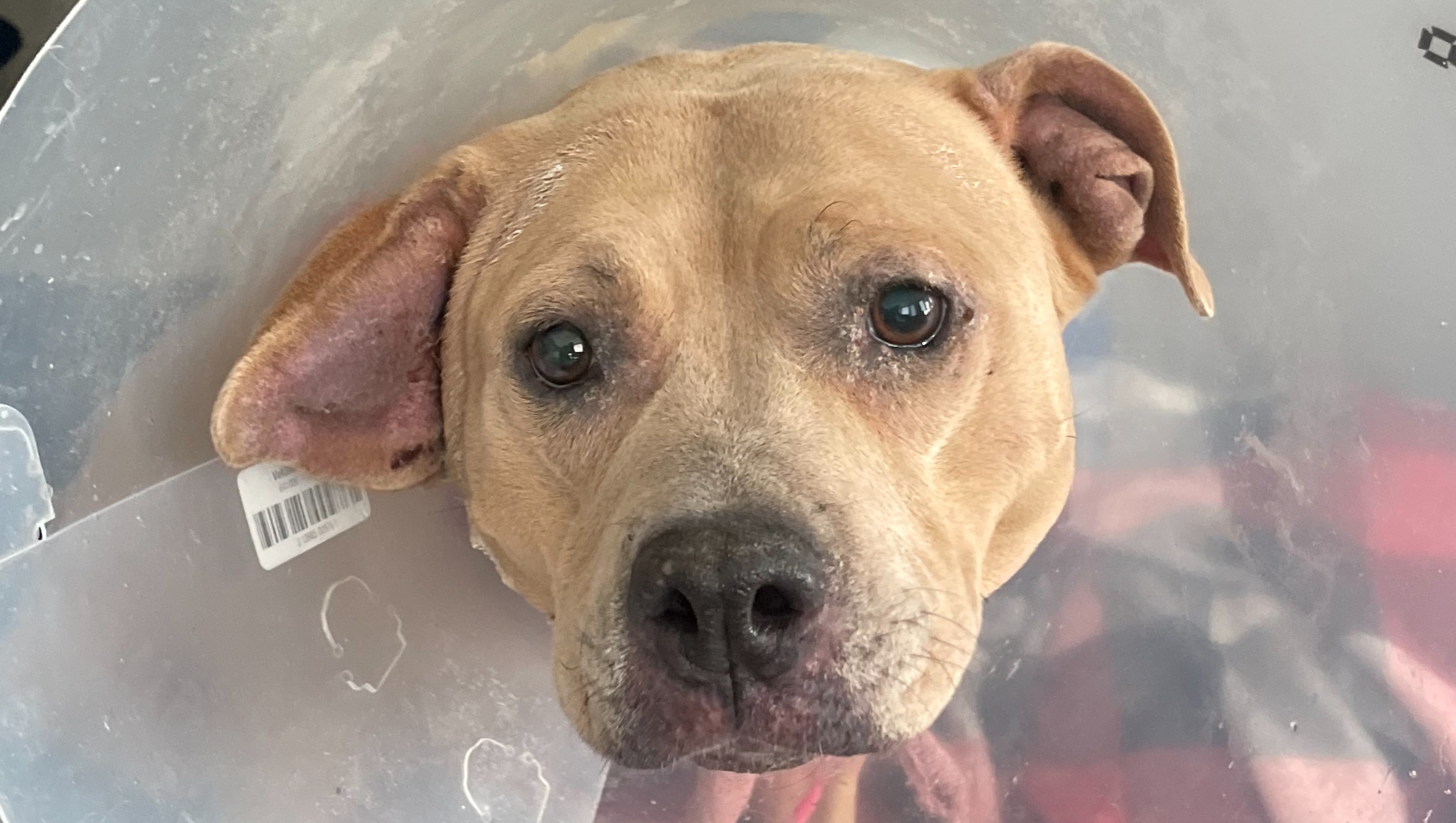 Fundraiser for Alexa Cooper by Kayla Knapp : Help Fund Kyla’s Emergency ...