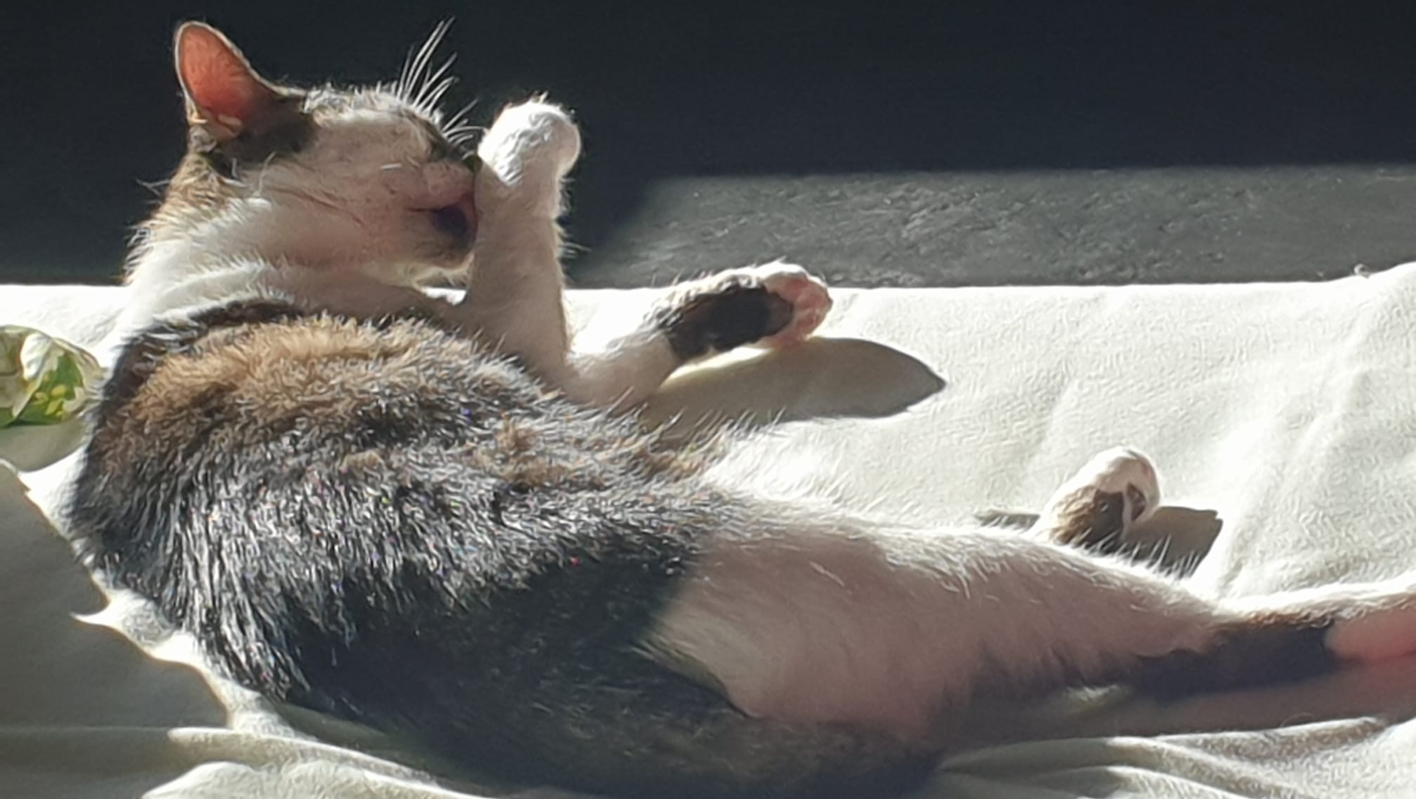Fundraiser for Sabrina Klaeb by Mao Naruyama : Katze Lucy hat Krebs