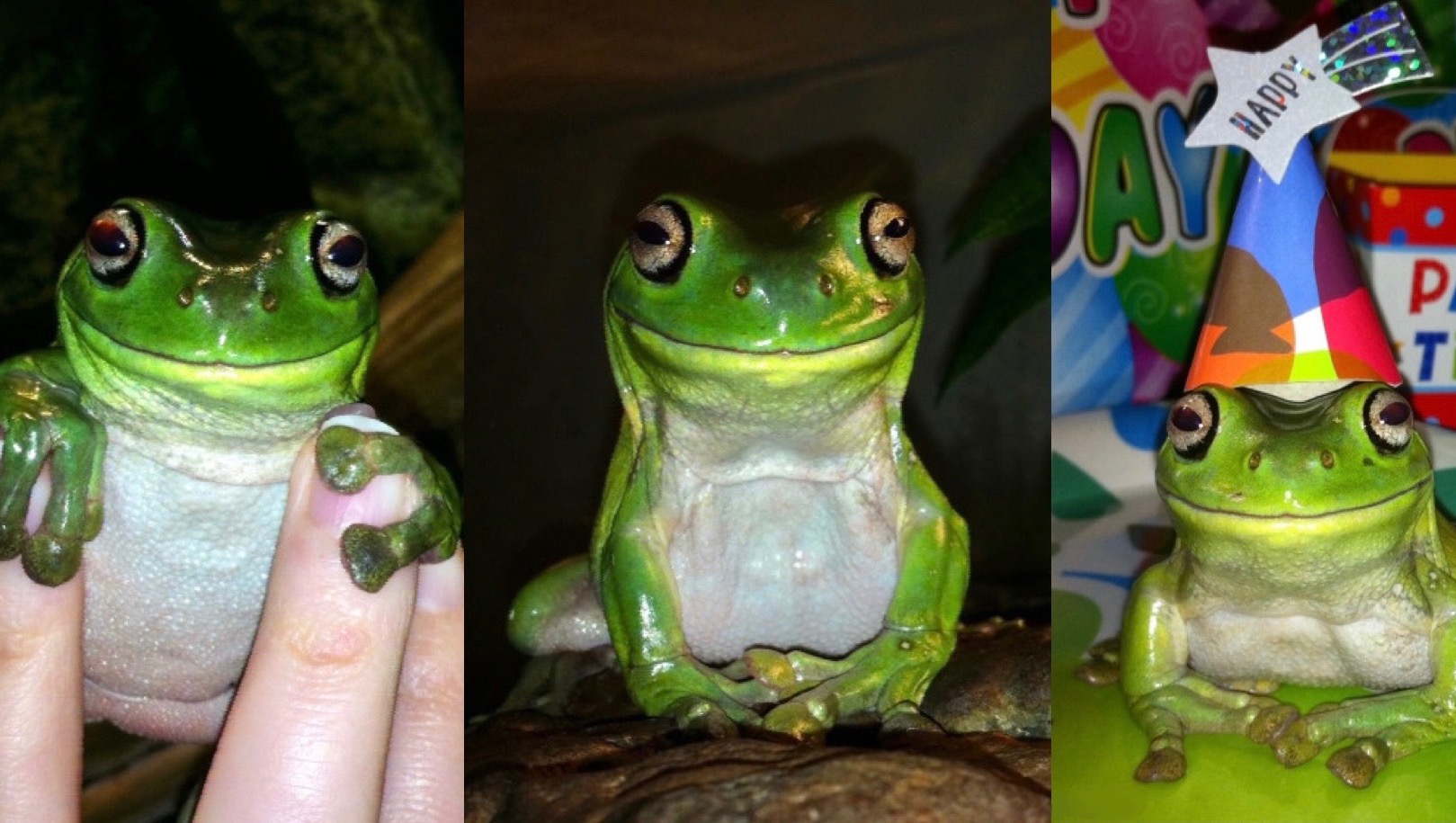 Fundraiser by Sticky Frogs : Support Endangered Frogs In Memory of Gumby