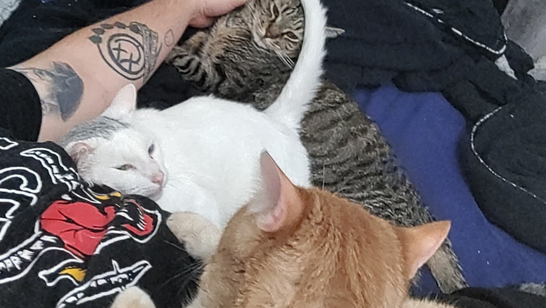 Fundraiser by Jake Moroney : Help Jake & his cats avoid homelessness!