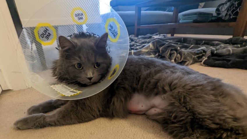 Fundraiser for Gina Labossiere by Brittany Reay : Javy’s Emergency Cat ...