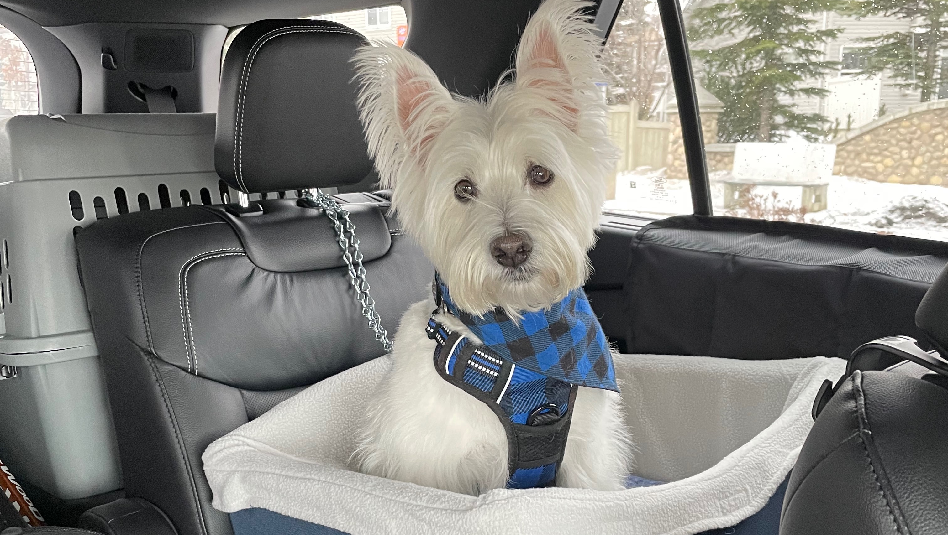 Fundraiser by Sandy Nault : Charlie’s emergency life saving surgery