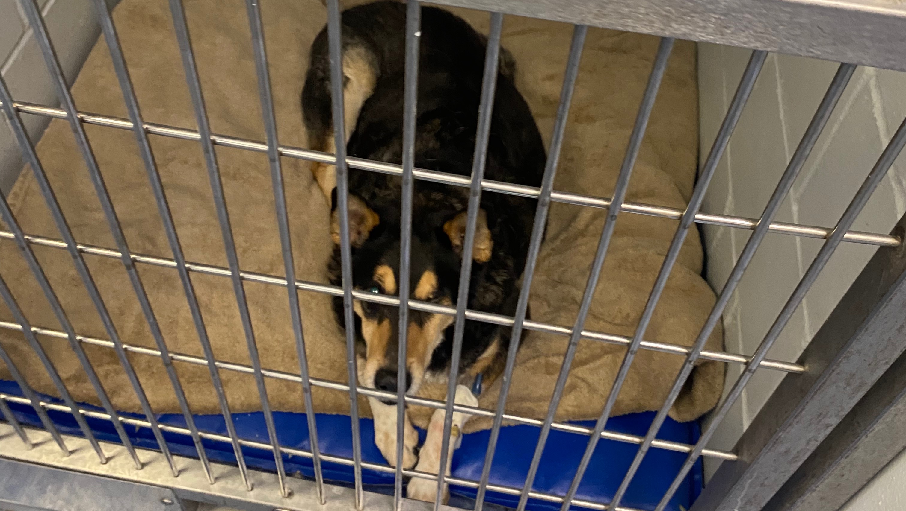 Fundraiser for Timothy Kohn by Emily Nelson : Todd’s Life Saving Surgery