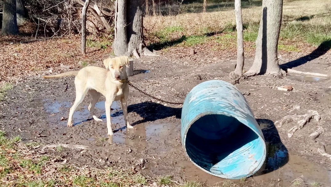 Fundraiser by Maria Eftimiades : Please help WAGS!