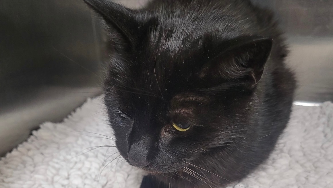 Fundraiser by Lisa Streeter : Every life matters ️