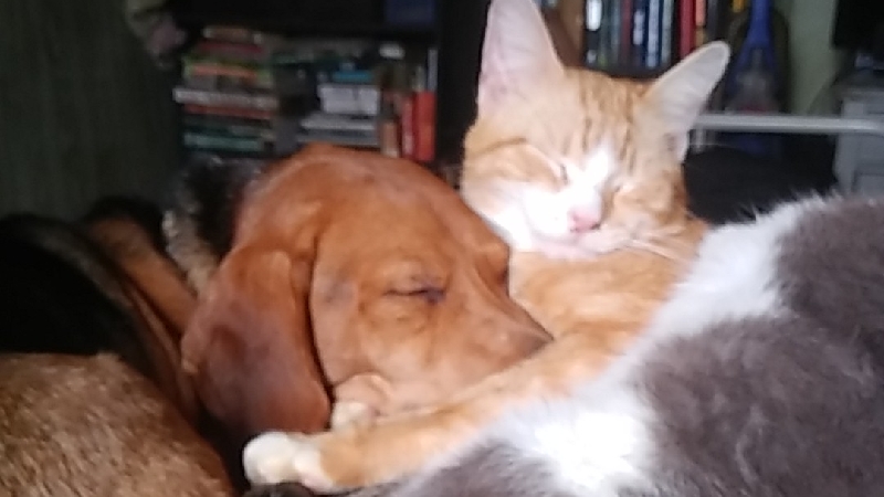 Fundraiser by Elizabeth Riffle : Building a shelter for my animals