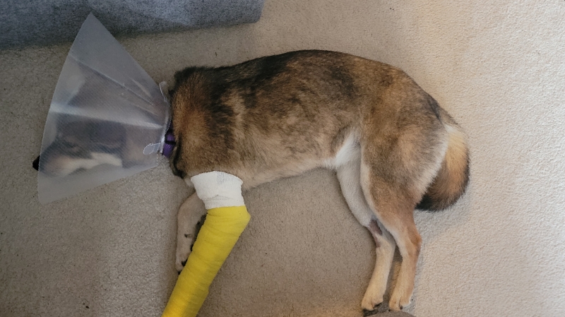Fundraiser by Brent Lechner : Rogue's broken leg