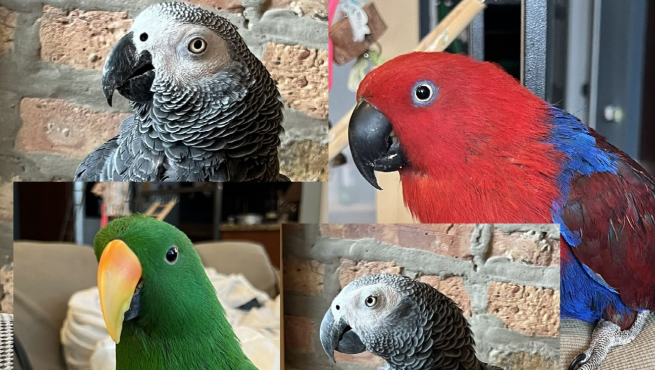 Fundraiser by Todd Davidson : Todd Bird Vet Bill Fund