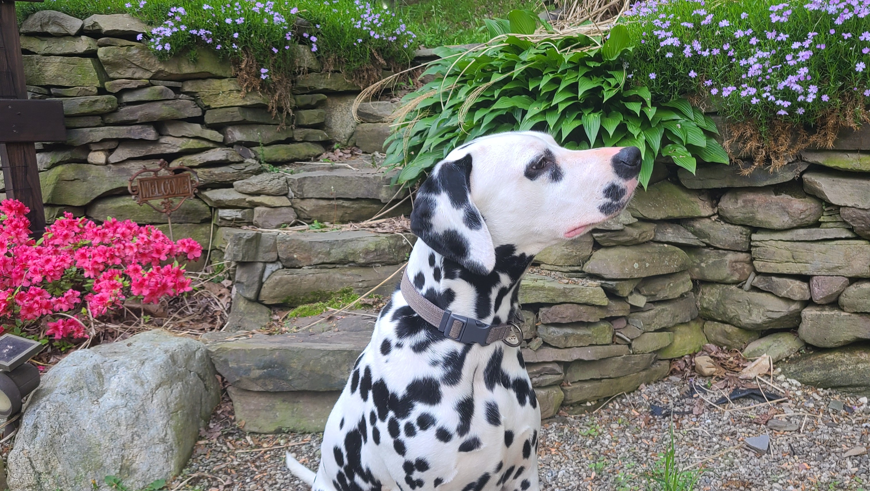 Fundraiser for Justin Schmid by Krystle Schmid : Romeo needs URGENT help!