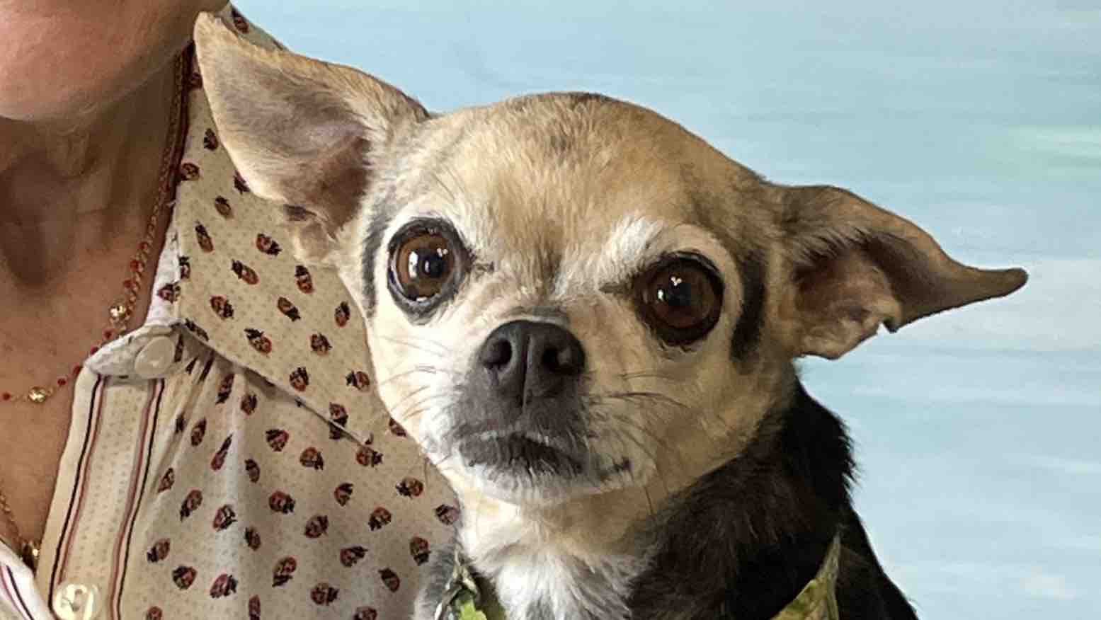 Fundraiser by Elizabeth Traynor : Almost there! Bink’s Dog Attack ...